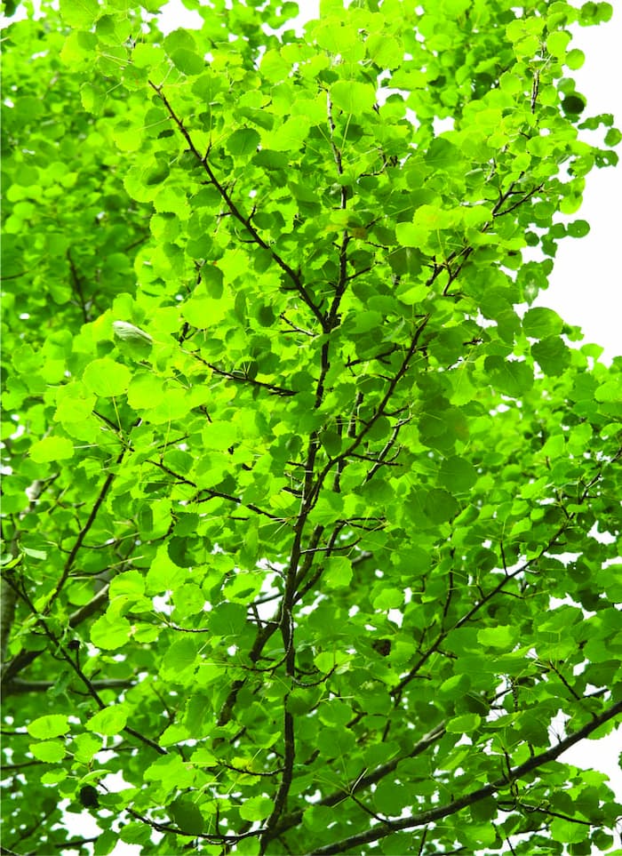 What Is A Canopy Canopy Definition And Meaning Quran Mualim