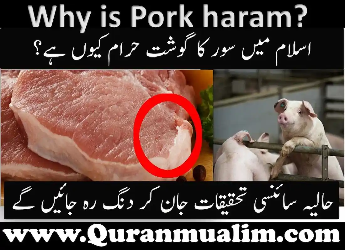 Why Is Pork Haram In Islam QuranMualim Quran Mualim Why Is Pork Haram In Islam QuranMualim Quran Mualim