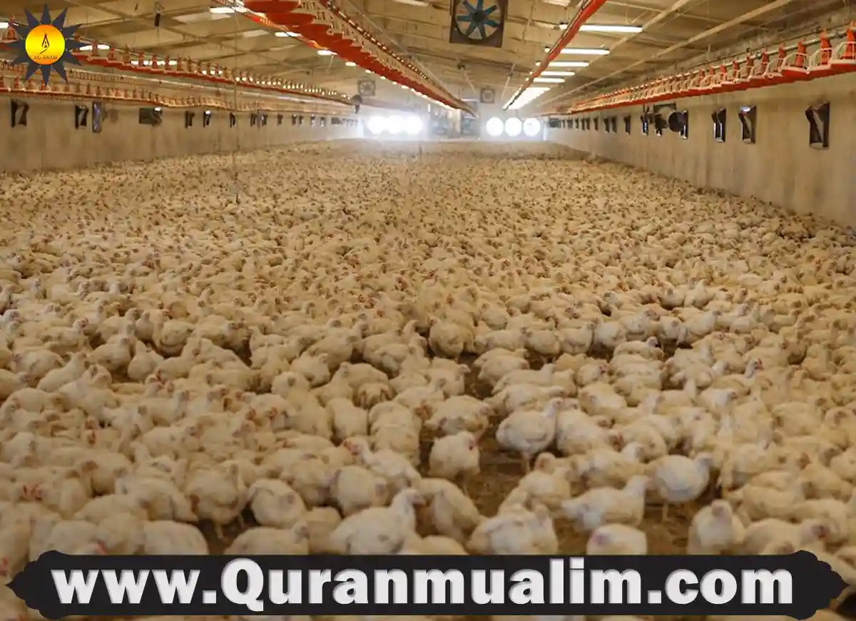 Bismillah Halal Live Poultry – Meat & Fish - Quran Mualim 2025
