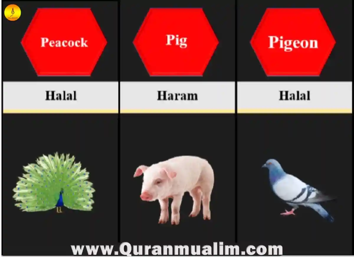 Is Pigeon Halal in Islam? - Quran Mualim 2026