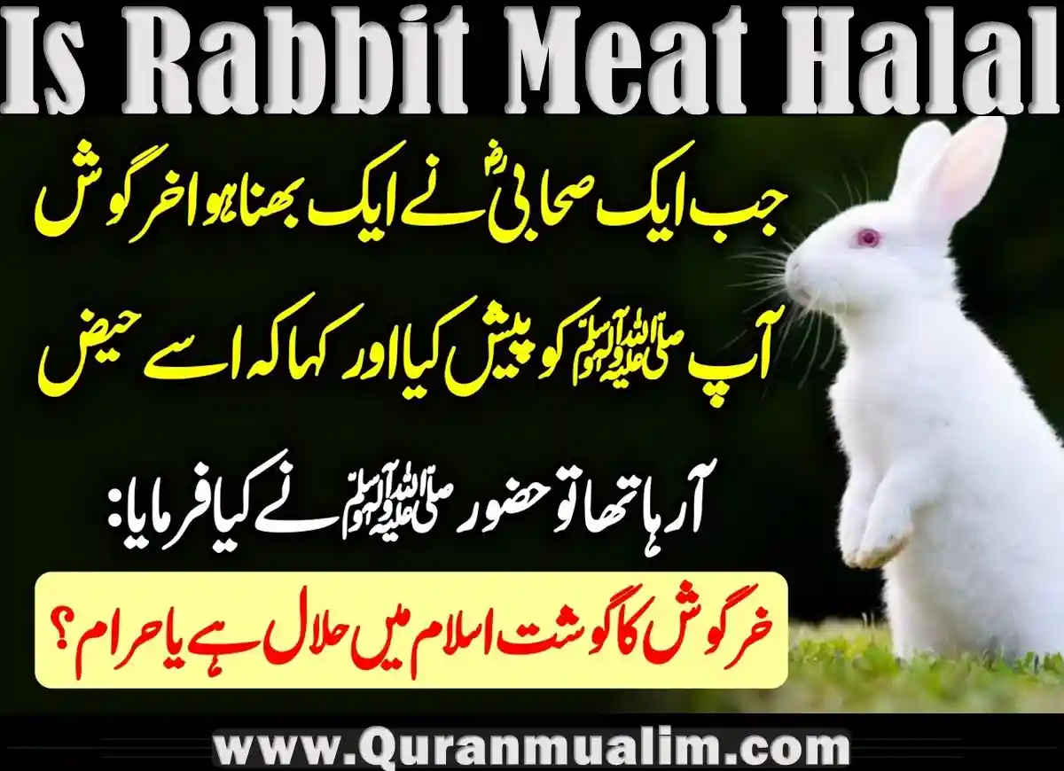 Is Rabbit Meat Halal In Islam Quran Mualim Is Rabbit Meat Halal In Islam Quran Mualim