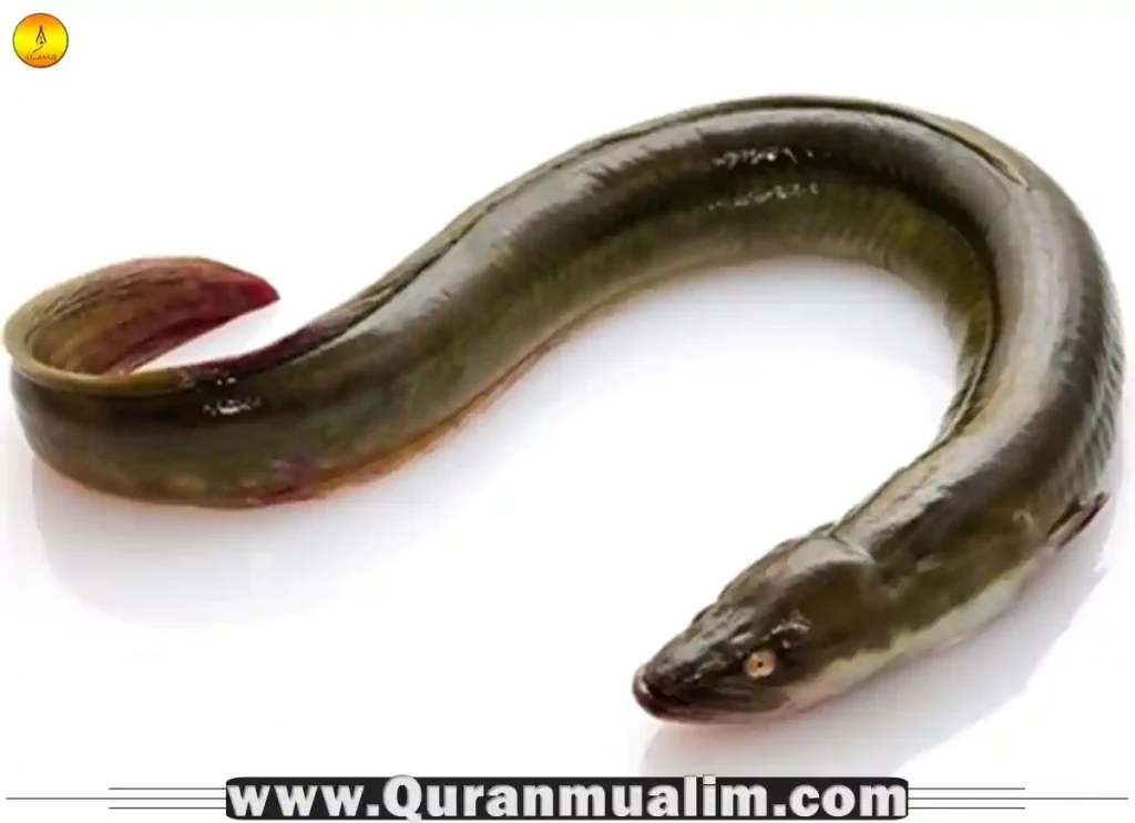 Is Eel Halal Or Haram In Islam Quran Mualim Is Eel Halal Or Haram In Islam Quran Mualim