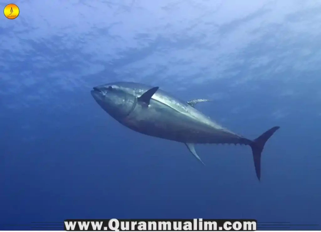 Is Tuna Halal Or Haram Quran Mualim 2025 Is Tuna Halal Or Haram Quran Mualim 2025